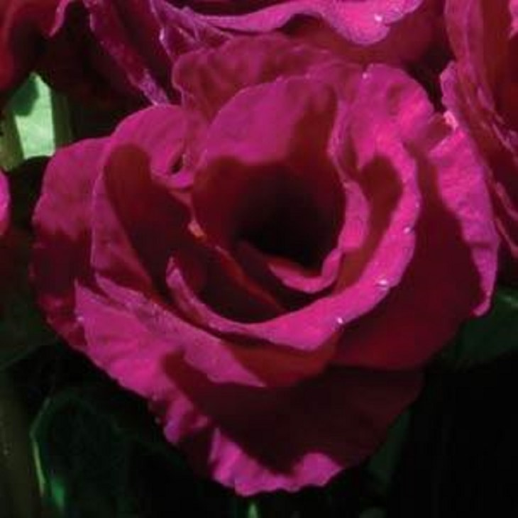 Primula Primlet « Todo Flor