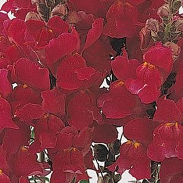 Snapdragon Solstice « Todo Flor