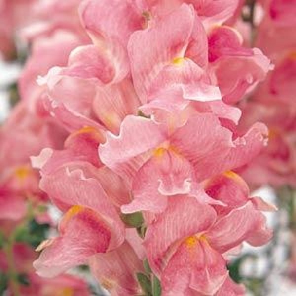 Snapdragon Solstice « Todo Flor