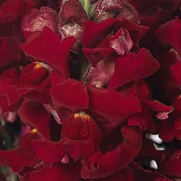 Snapdragon Solstice « Todo Flor