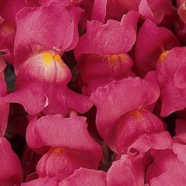 Snapdragon Solstice « Todo Flor