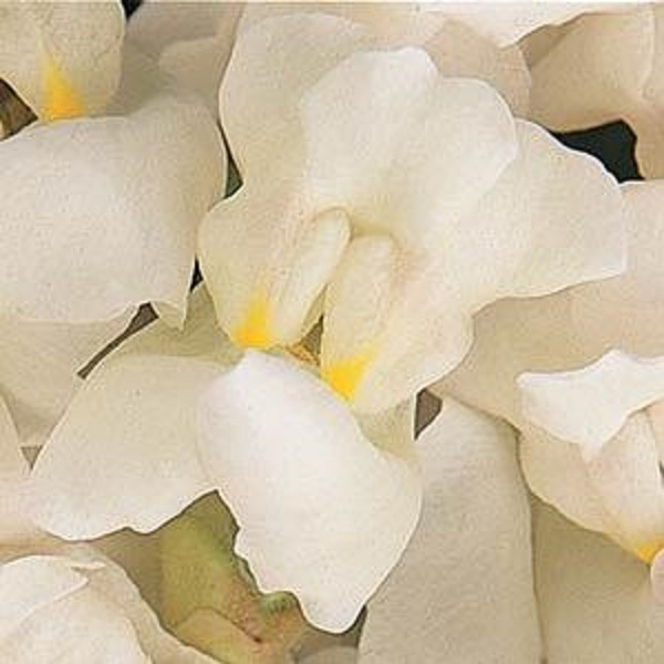 Snapdragon Solstice « Todo Flor