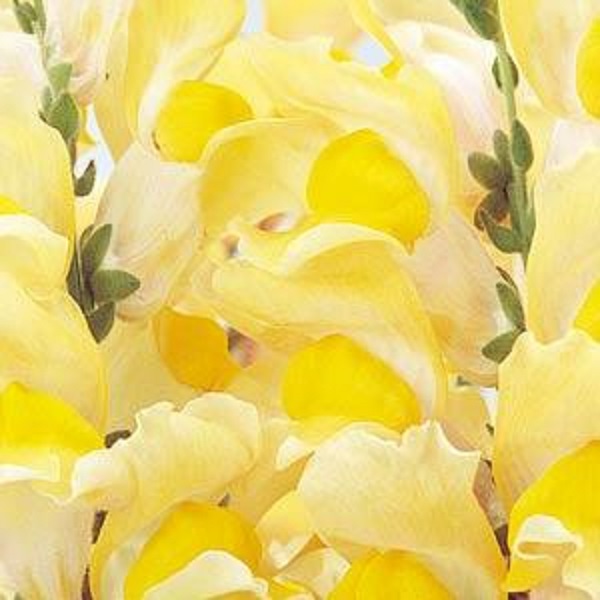 Snapdragon Solstice « Todo Flor