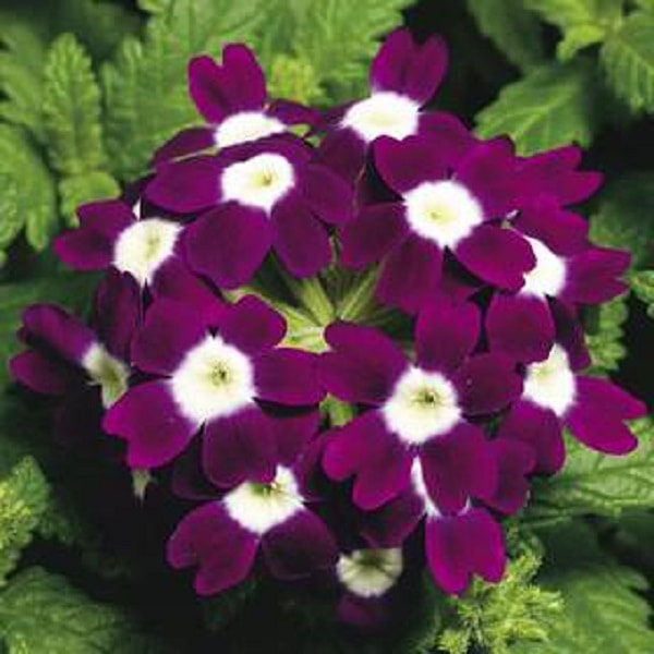 Verbena Obsession « Todo Flor